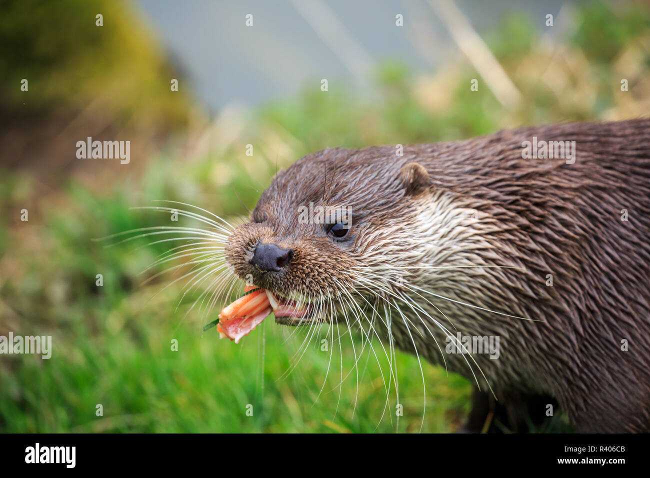 A Common otter eating up close Stock Photo - Alamy