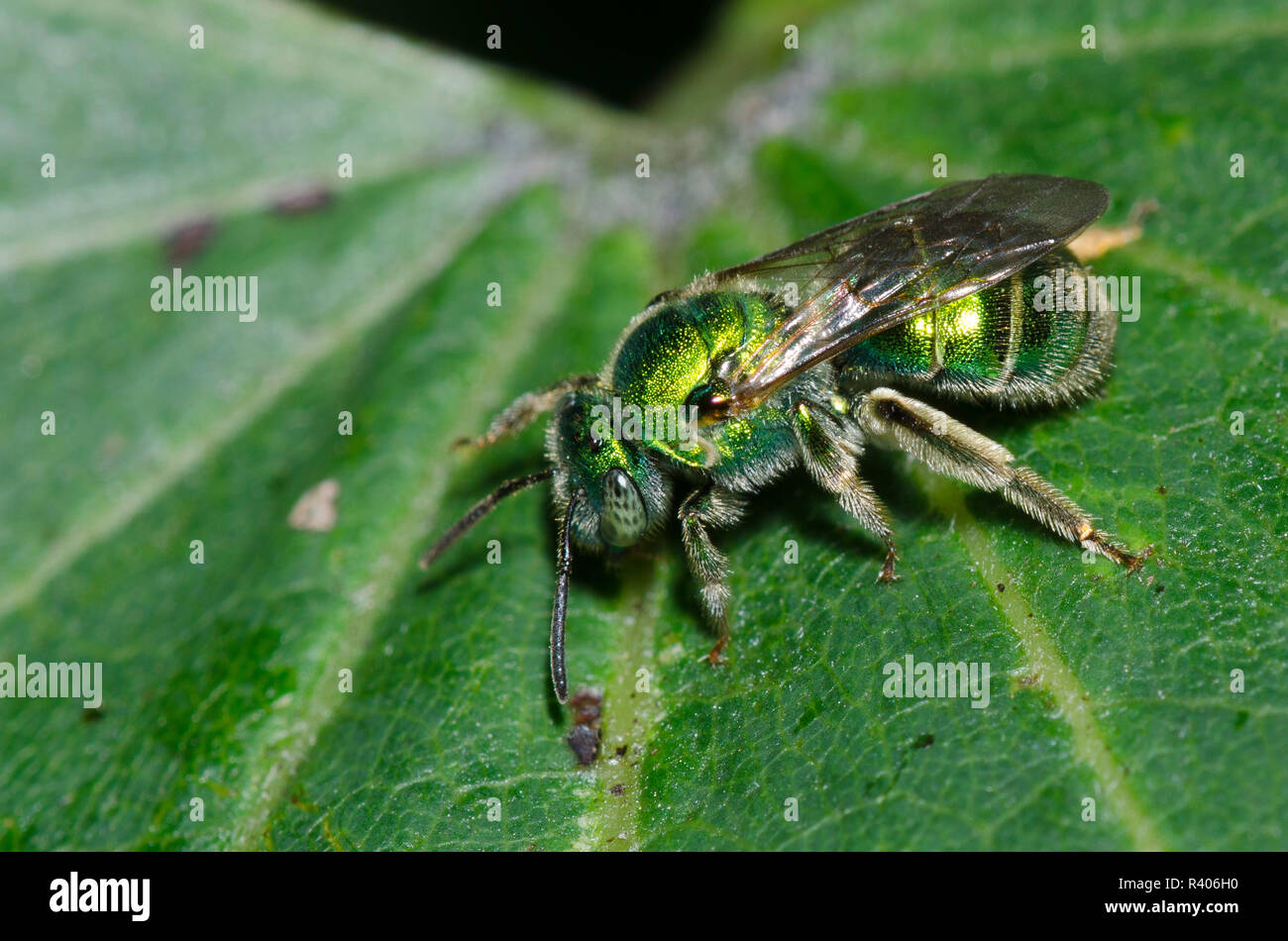 Sweat bee hi-res stock photography and images - Alamy