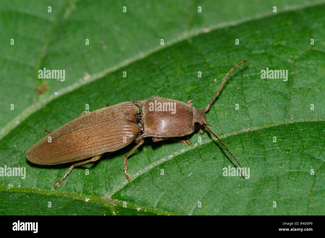 Conoderus lividus hi-res stock photography and images - Alamy