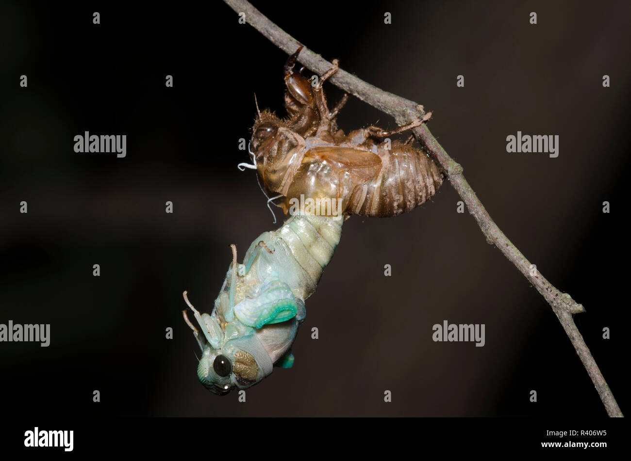Lyric Cicada, Neotibicen lyricen, molting Stock Photo - Alamy