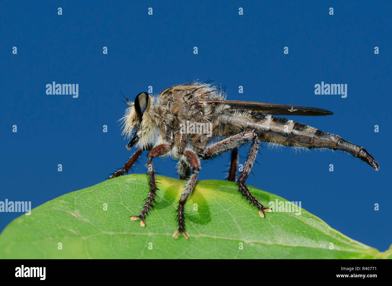 Robber Fly, Promachus bastardii, female Stock Photo - Alamy