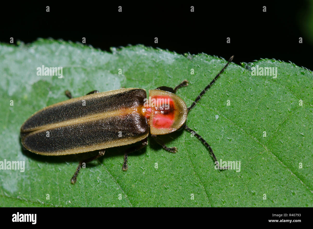 Firefly, Photinus sp Stock Photo - Alamy