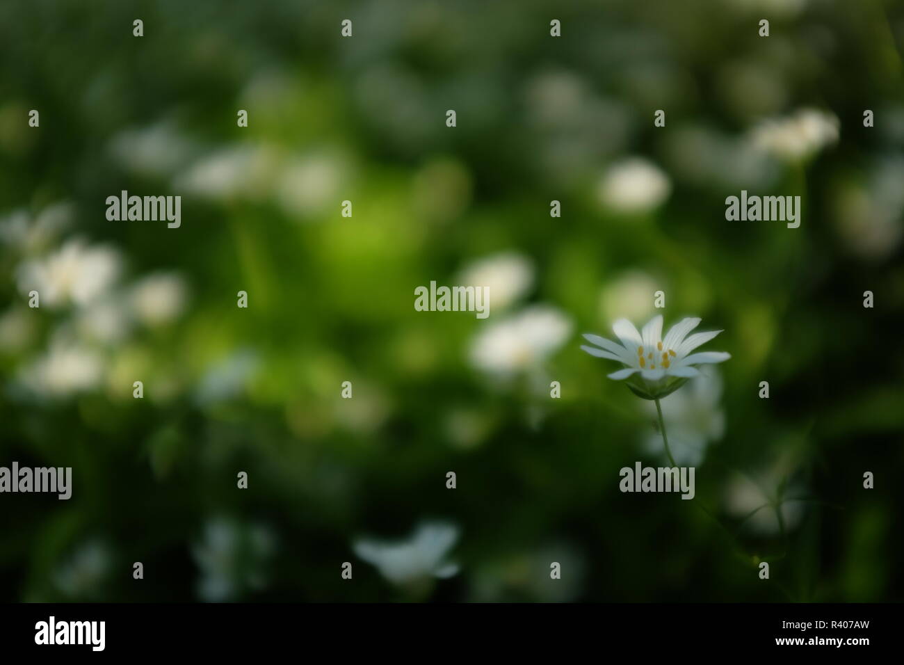 small white flowers in garden in spring Stock Photo - Alamy