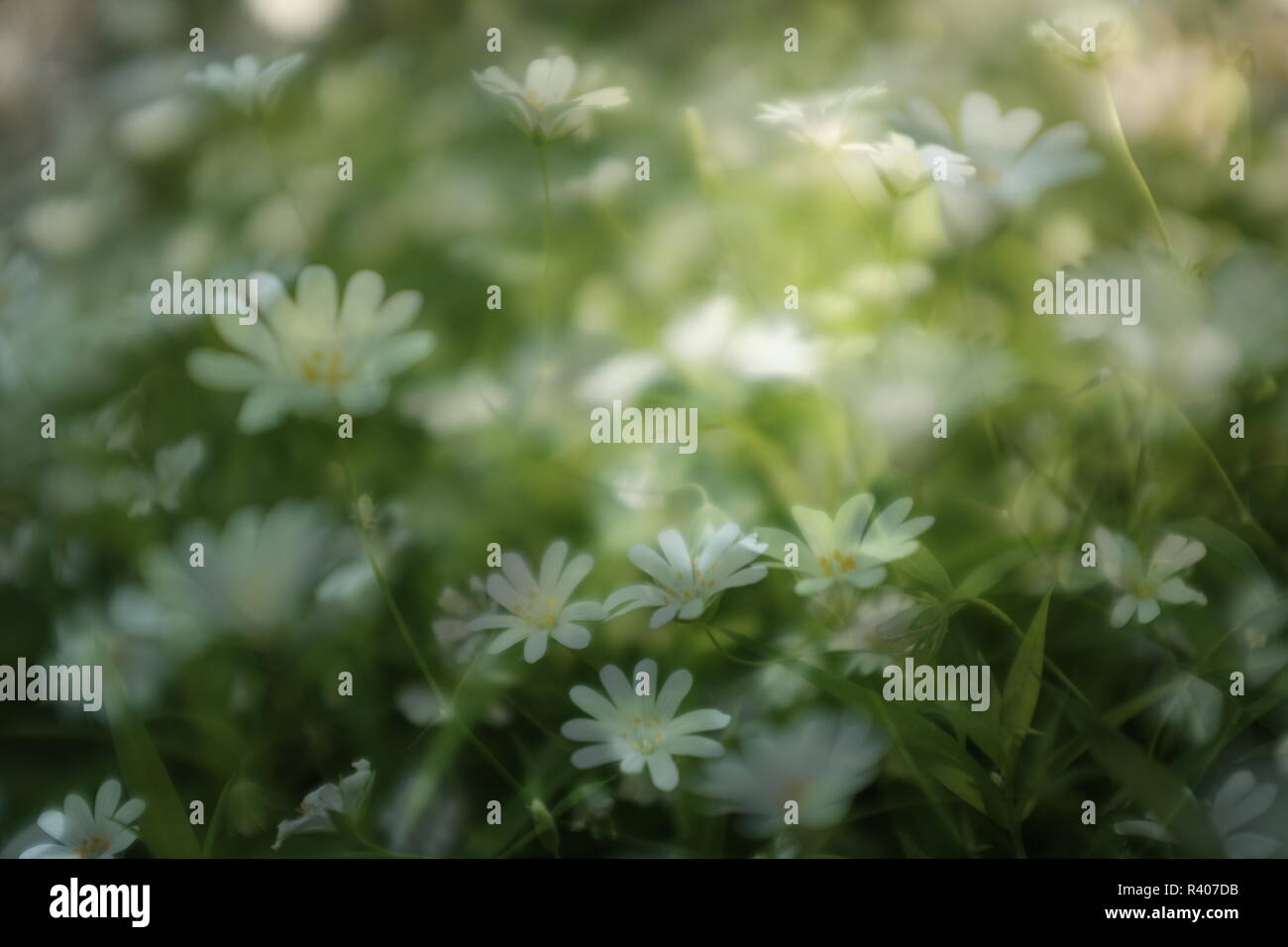 small white flowers in garden in spring Stock Photo - Alamy