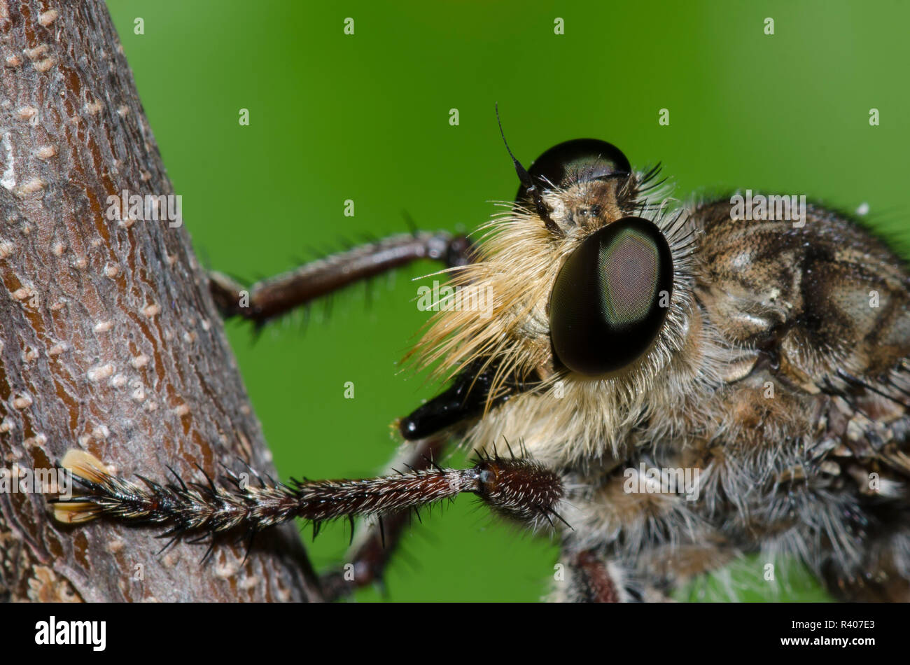 Giant Robber Fly, Promachus sp Stock Photo - Alamy