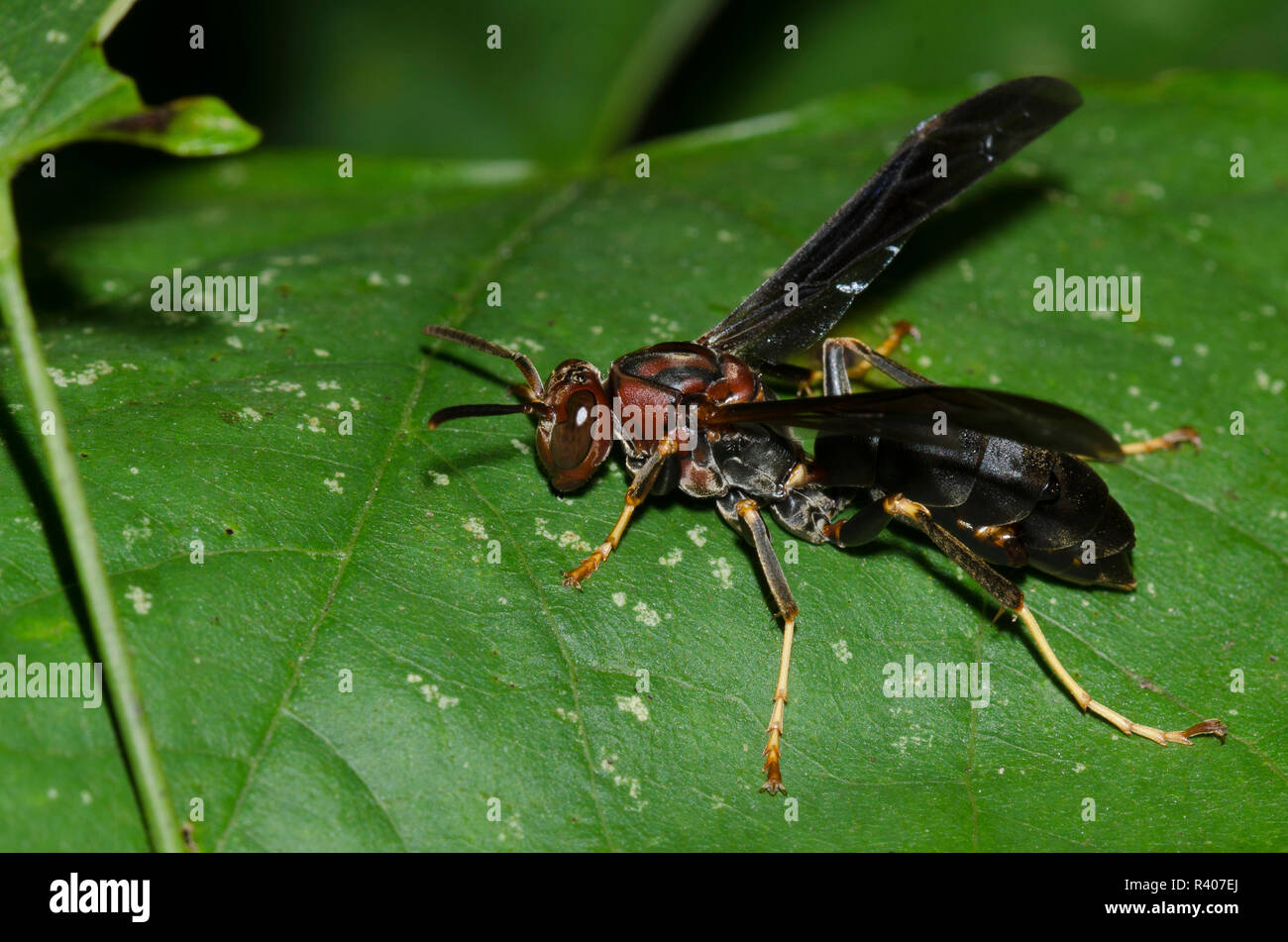 Paper Wasp, Polistes metricus, female Stock Photo - Alamy