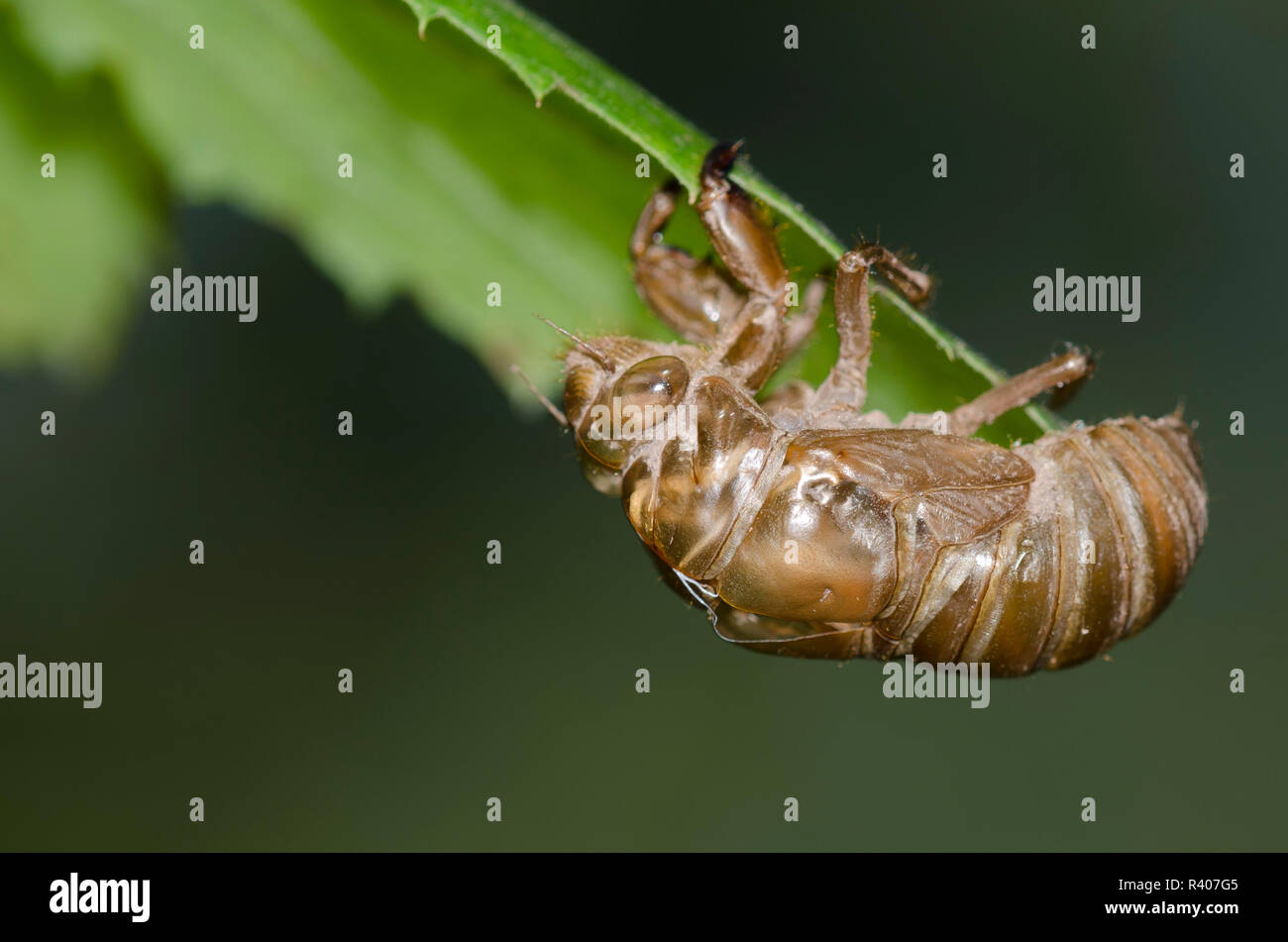 Bug Exoskeleton High Resolution Stock Photography and Images - Alamy