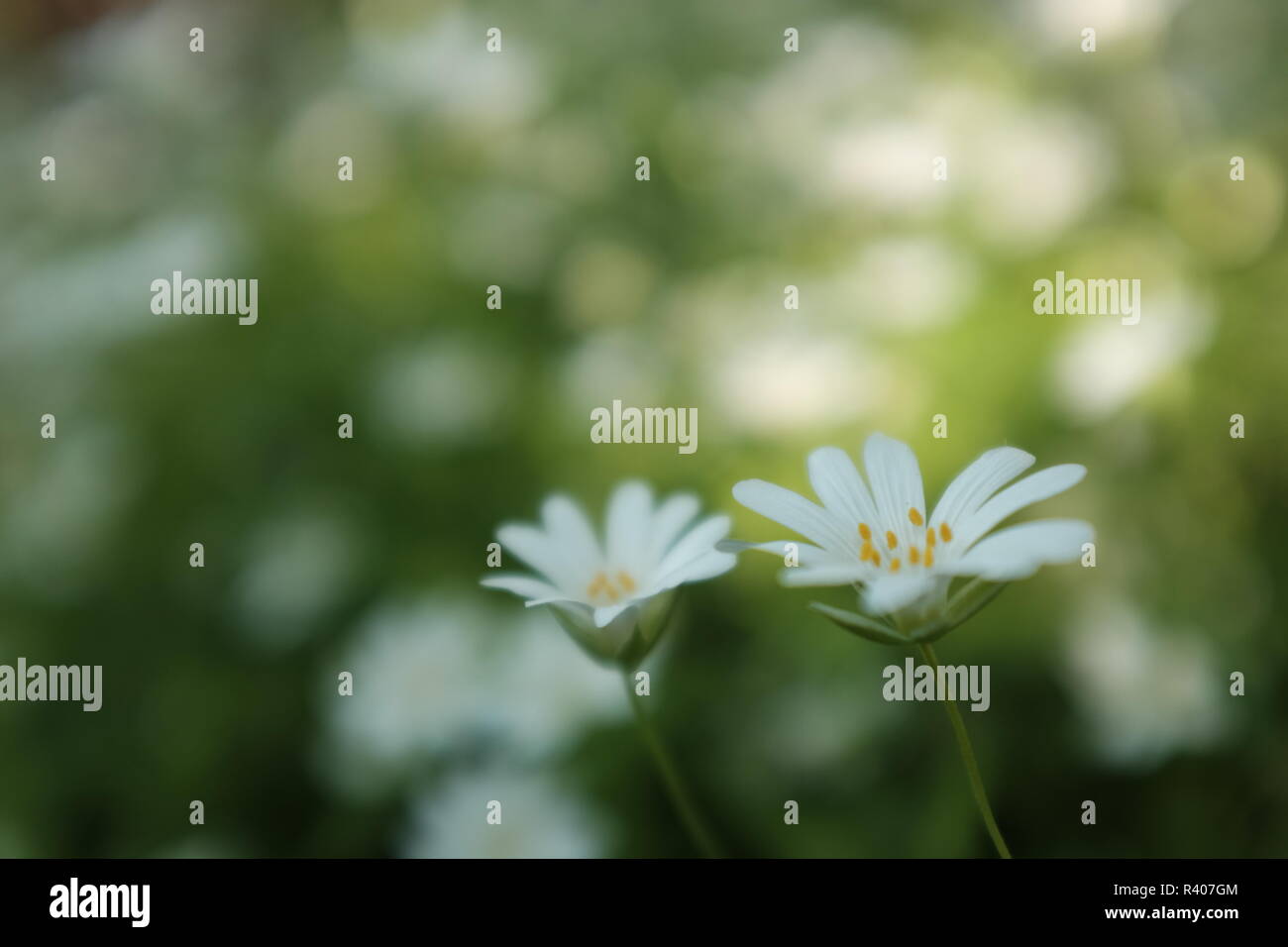 small white flowers in garden in spring Stock Photo - Alamy