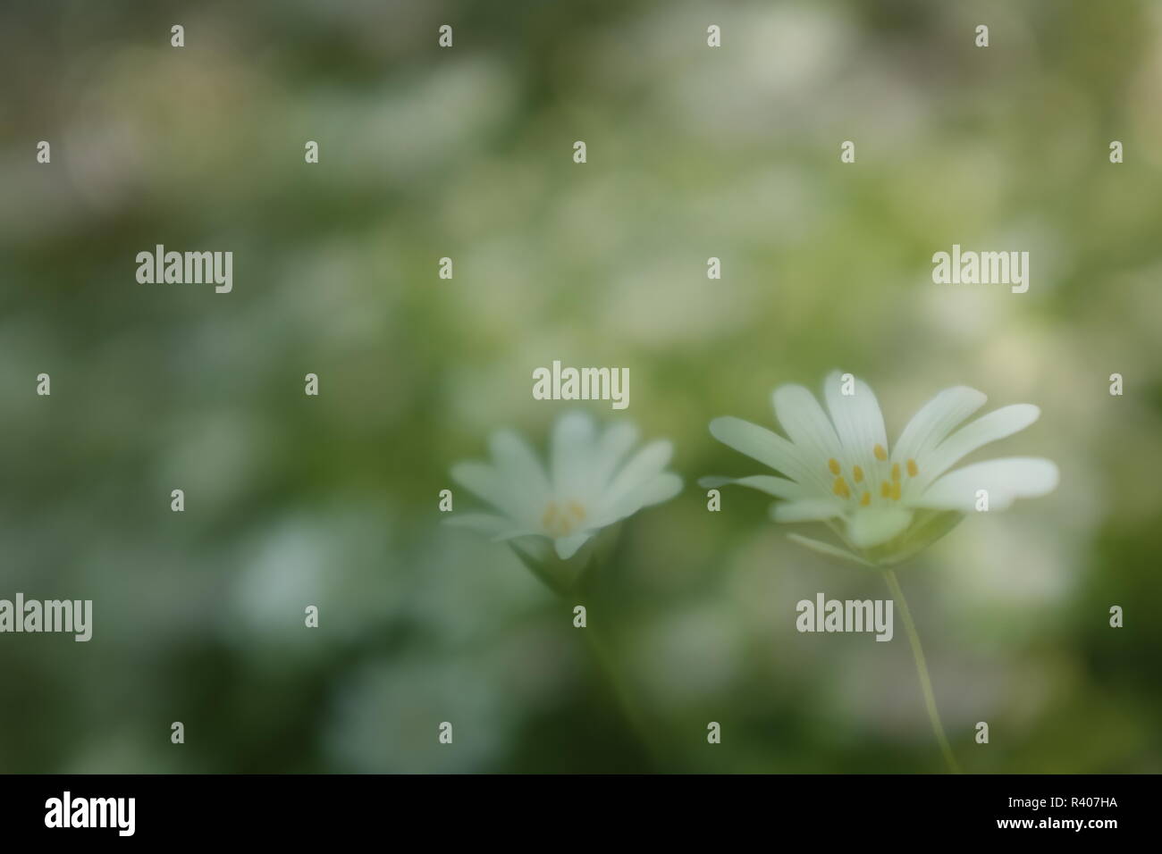 small white flowers in garden in spring Stock Photo - Alamy