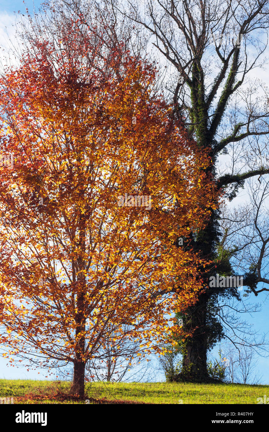 Two trees side by side Stock Photo - Alamy