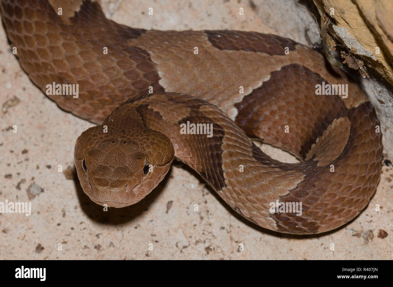 Copperhead, Agkistrodon contortrix Stock Photo - Alamy