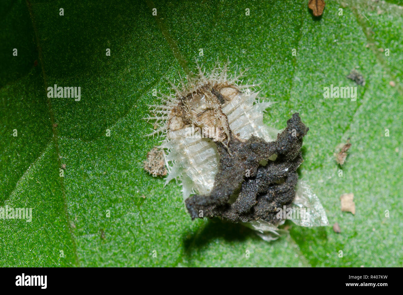 Fecal shield hi-res stock photography and images - Alamy