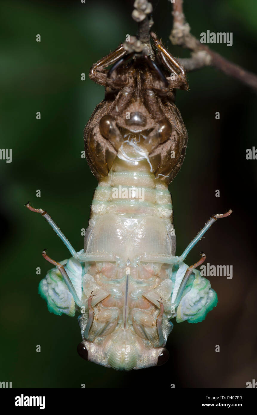 Family cicadidae hi-res stock photography and images - Alamy