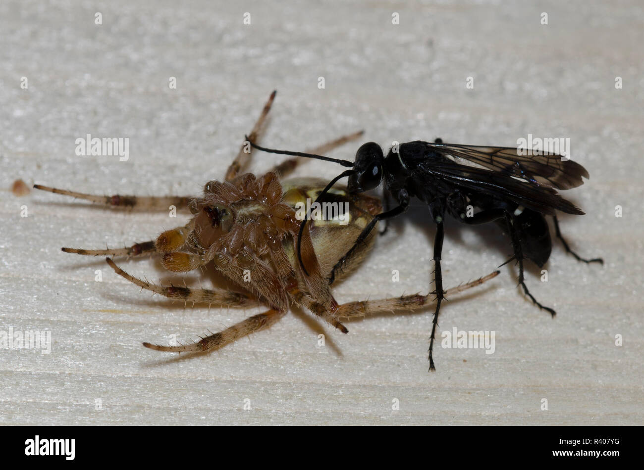 Wasp spider us hi-res stock photography and images - Alamy