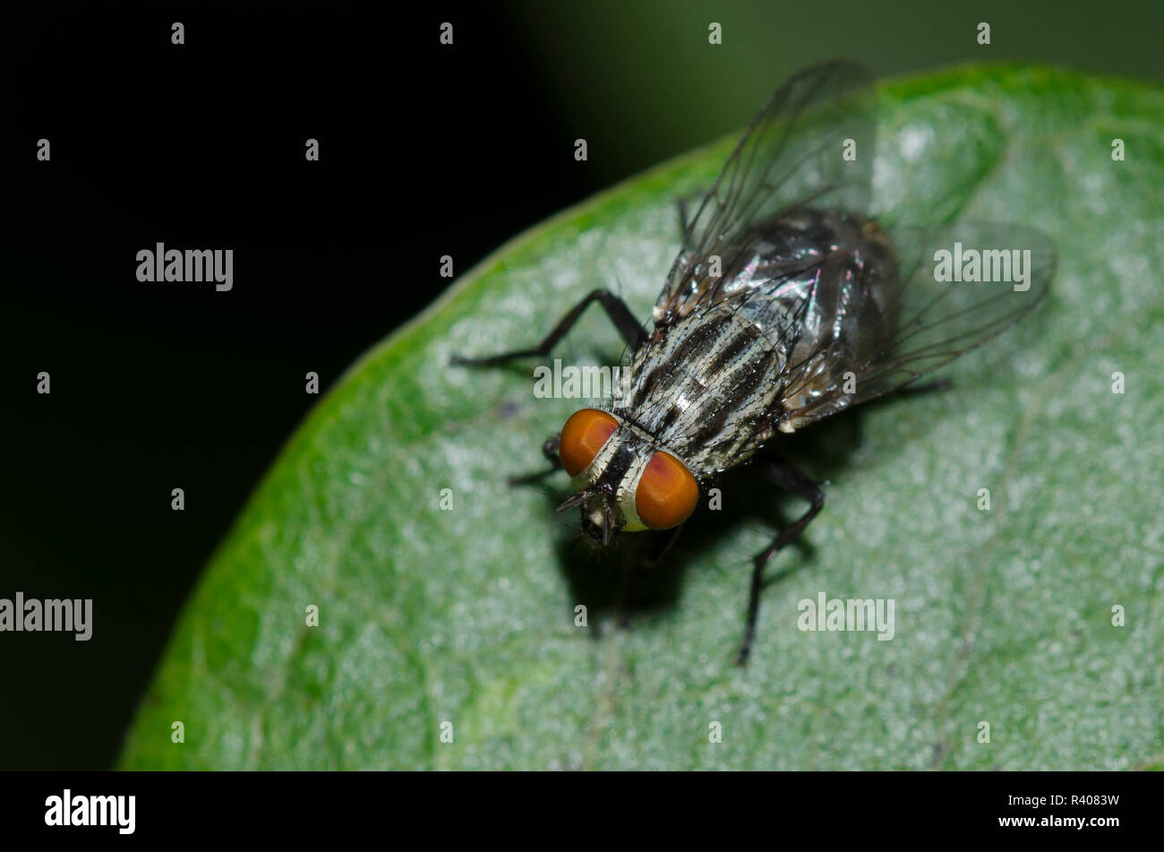 Flesh Fly, Family Sarcophagidae Stock Photo - Alamy