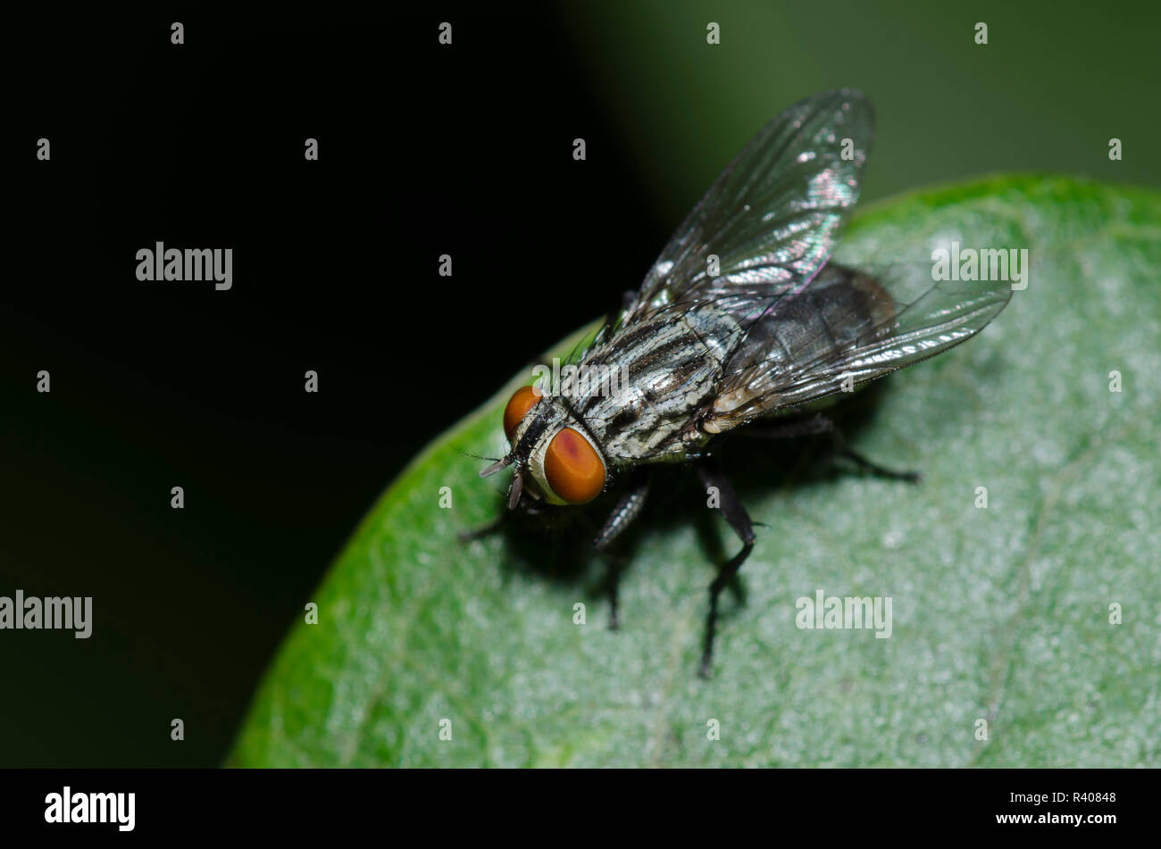 Flesh Fly, Family Sarcophagidae Stock Photo - Alamy