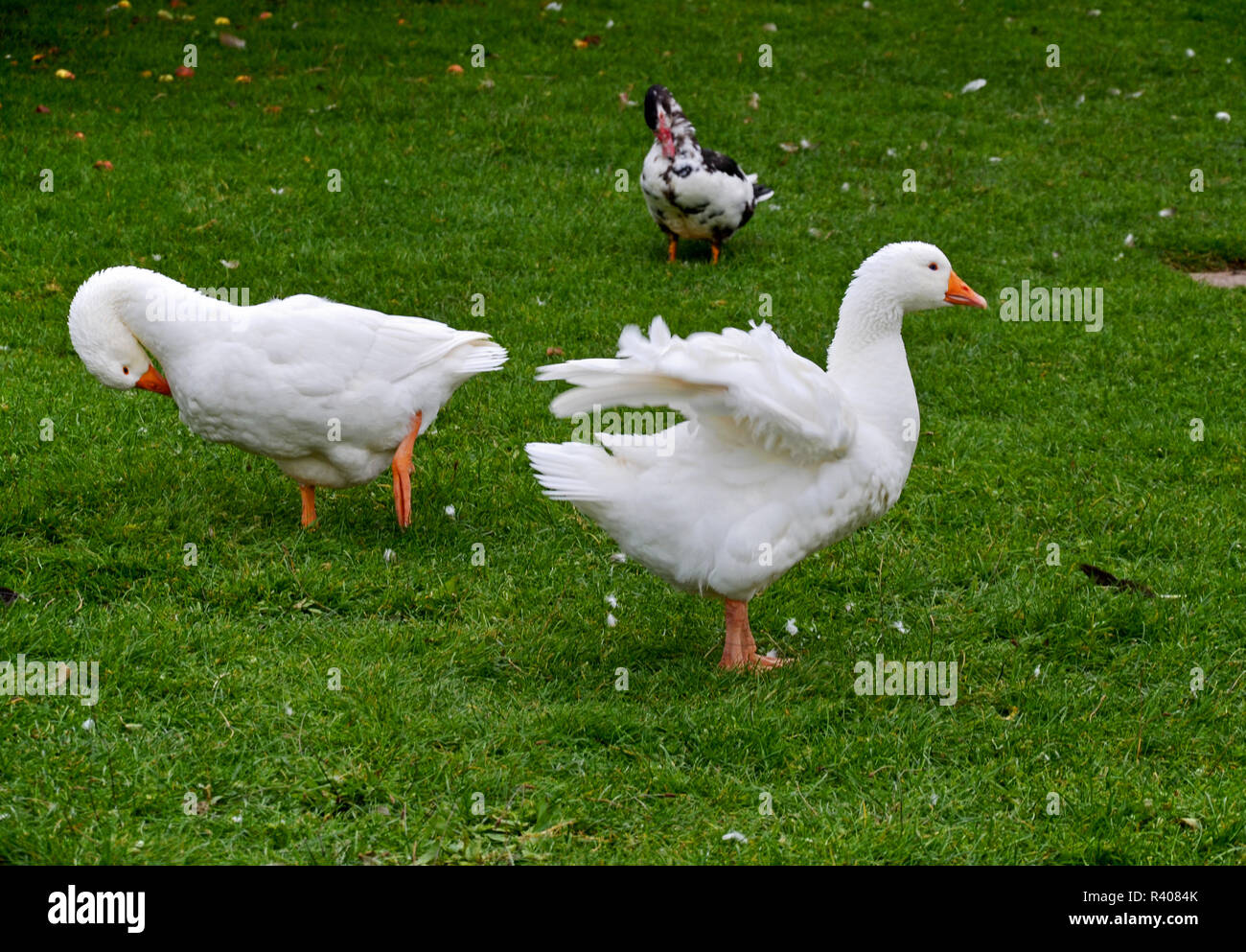 Snow goose eggs hi-res stock photography and images - Alamy