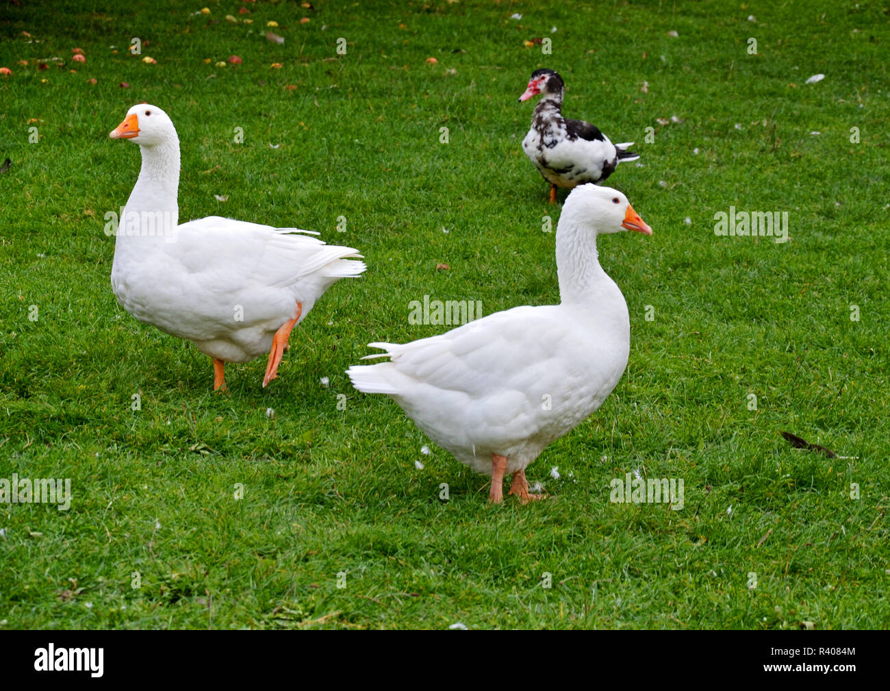 Snow goose eggs hi-res stock photography and images - Alamy