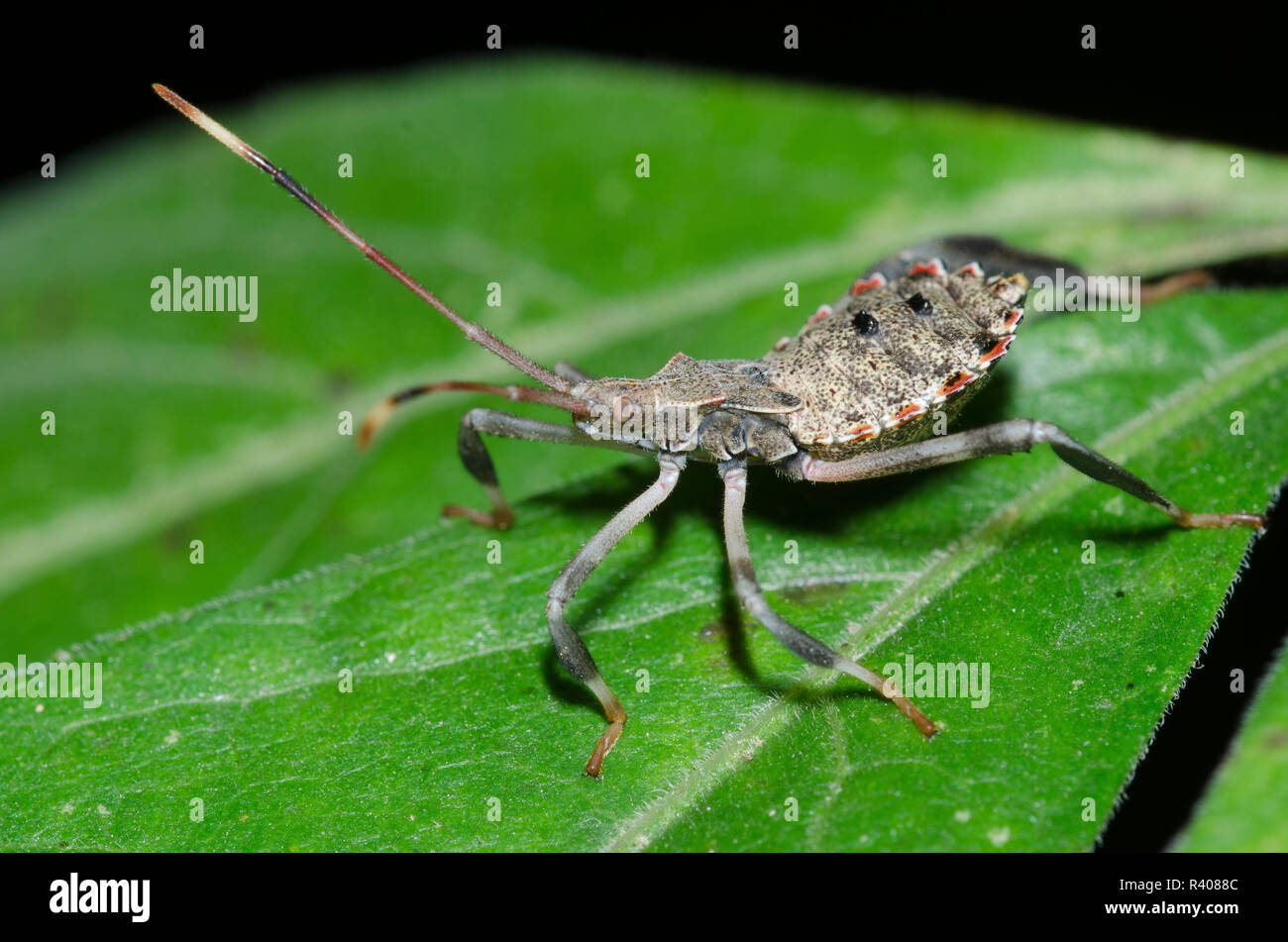 Family coreidae hi-res stock photography and images - Alamy