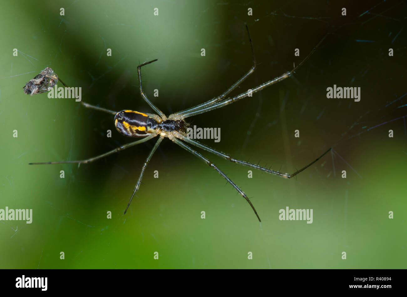 Snare trap hi-res stock photography and images - Alamy