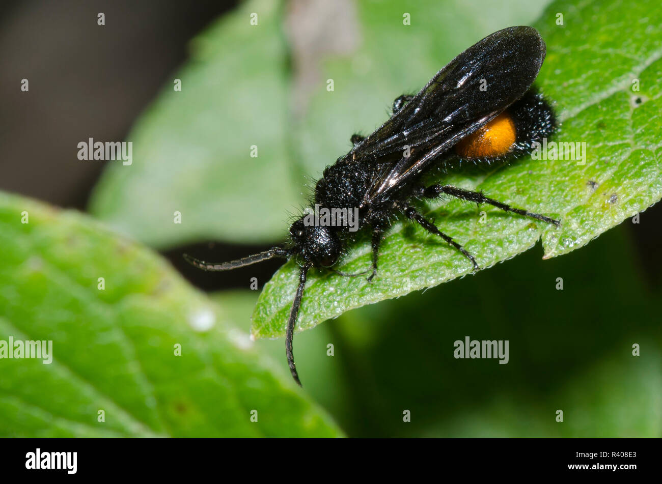 Velvet wasp ant hi-res stock photography and images - Alamy