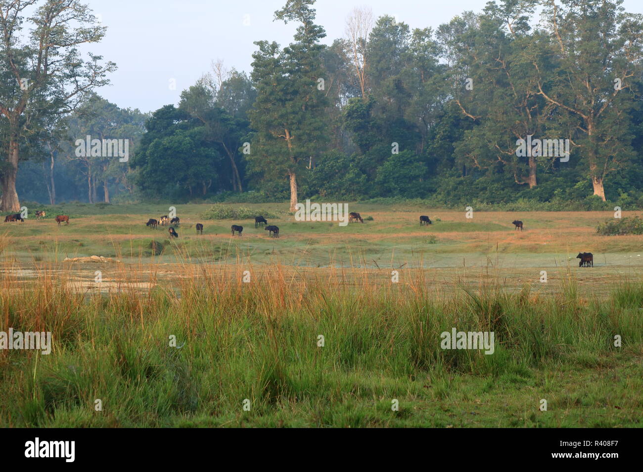 Buffaloes village india hi-res stock photography and images - Alamy