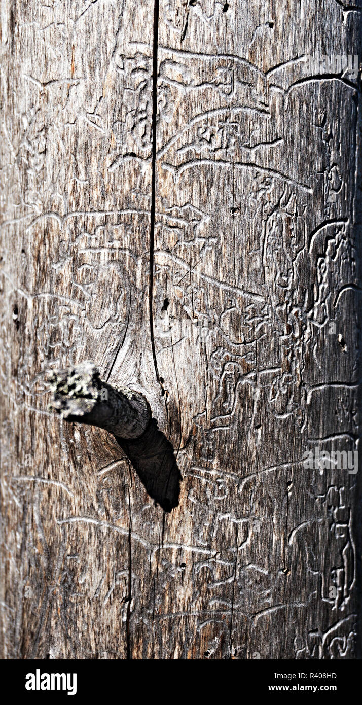 Texture of the wood damaged by bark beetle pest insects Stock Photo - Alamy
