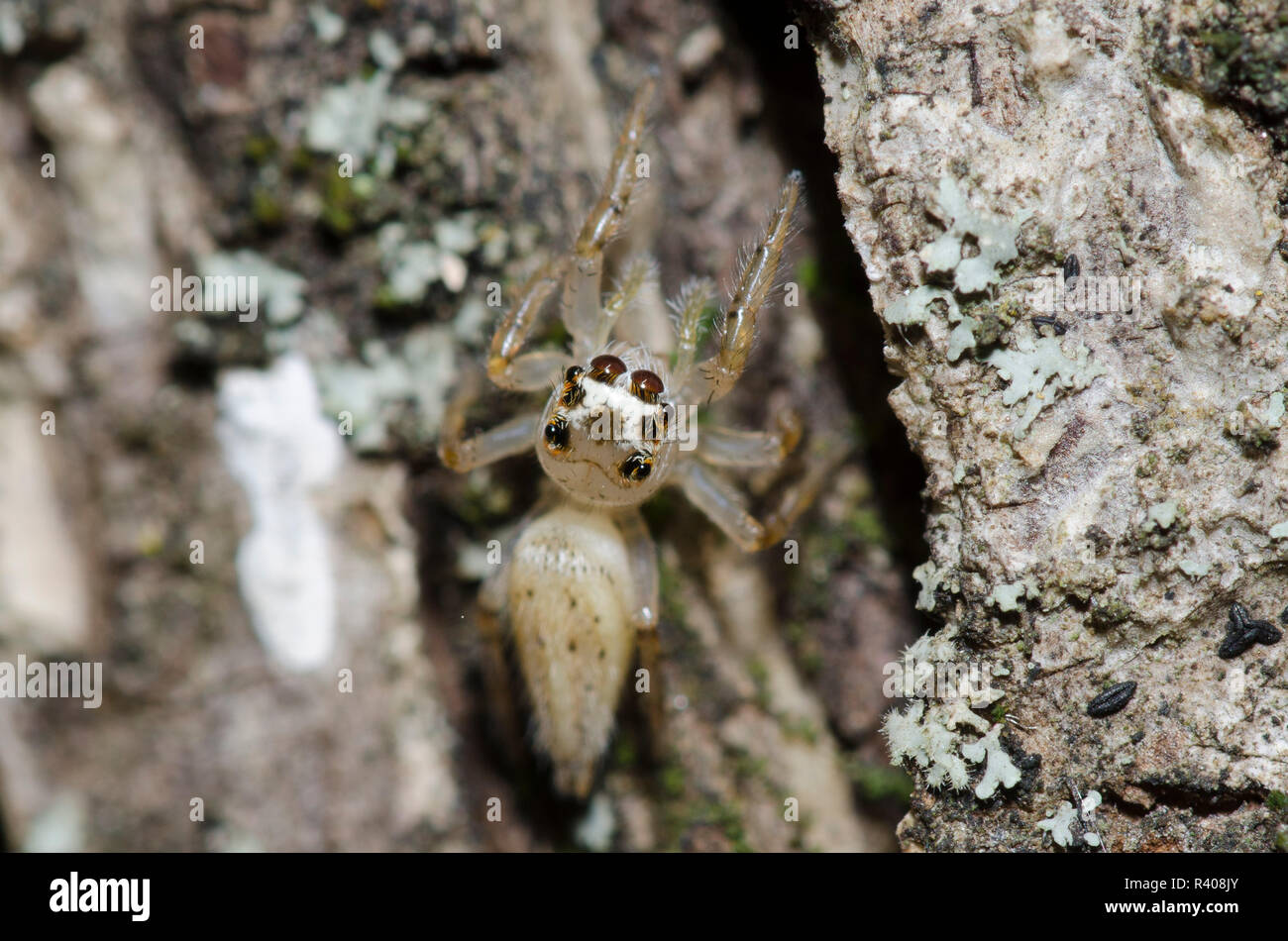 Bark spider hi-res stock photography and images - Alamy