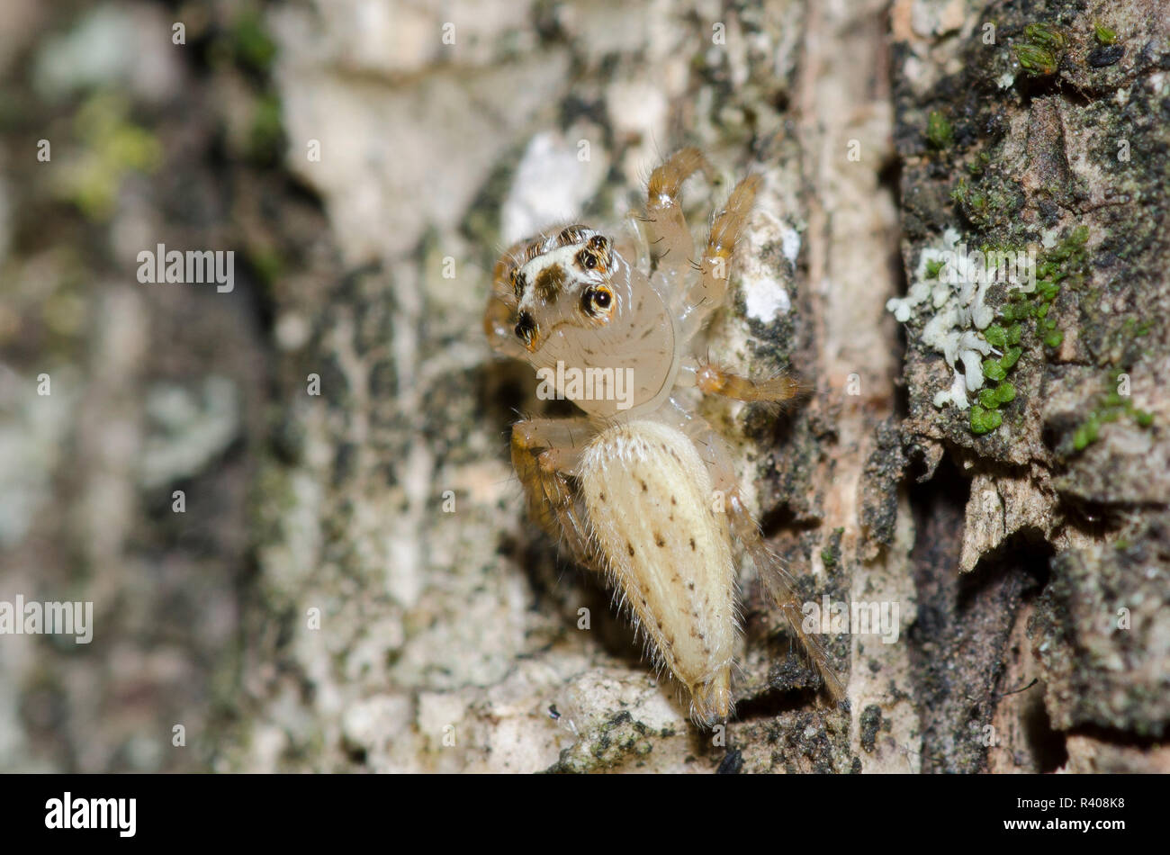 Bark jumping spider hi-res stock photography and images - Alamy