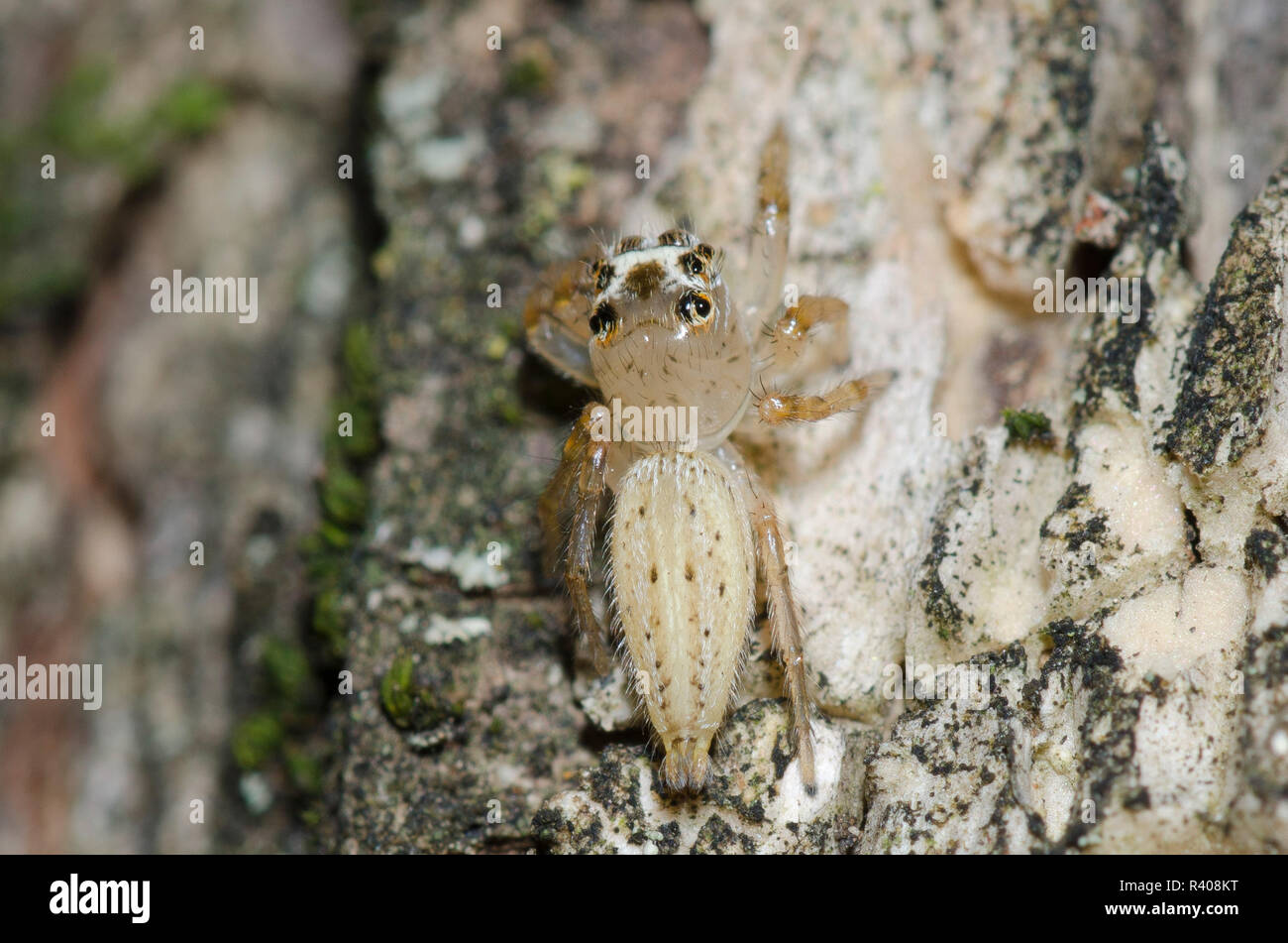 Female on tree bark hi-res stock photography and images - Alamy