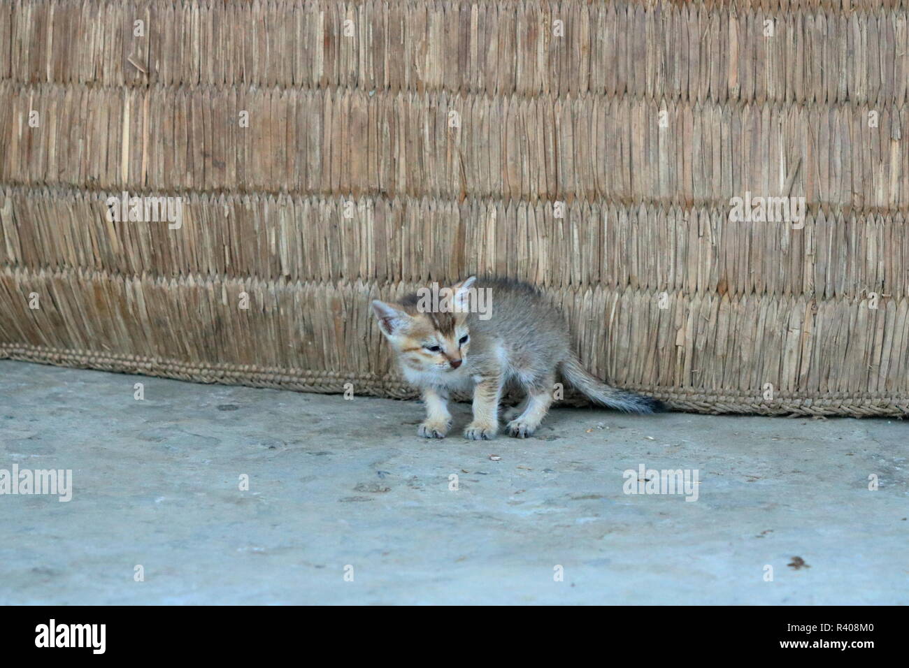 Little and ugly kitten, Tabby cat baby Stock Photo - Alamy