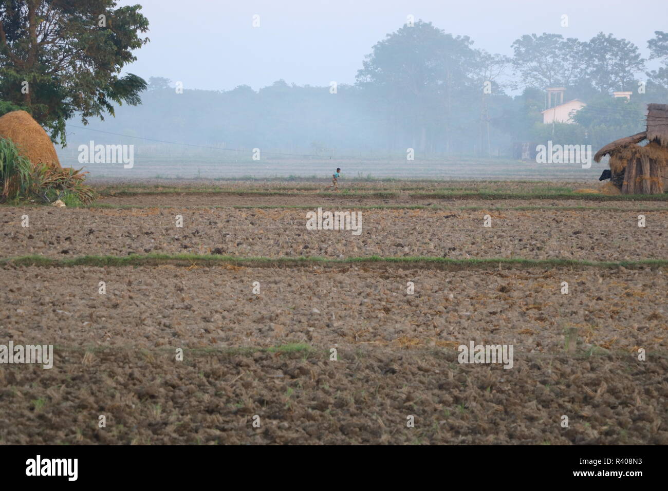 Ploughing rice field nepal hi-res stock photography and images - Alamy