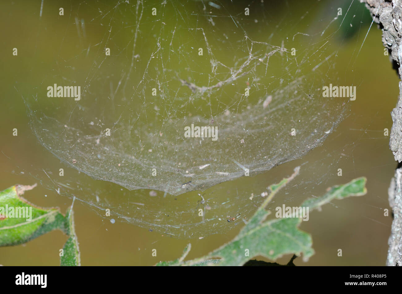 Sheetweb Spider, Family Linyphiidae, web Stock Photo - Alamy