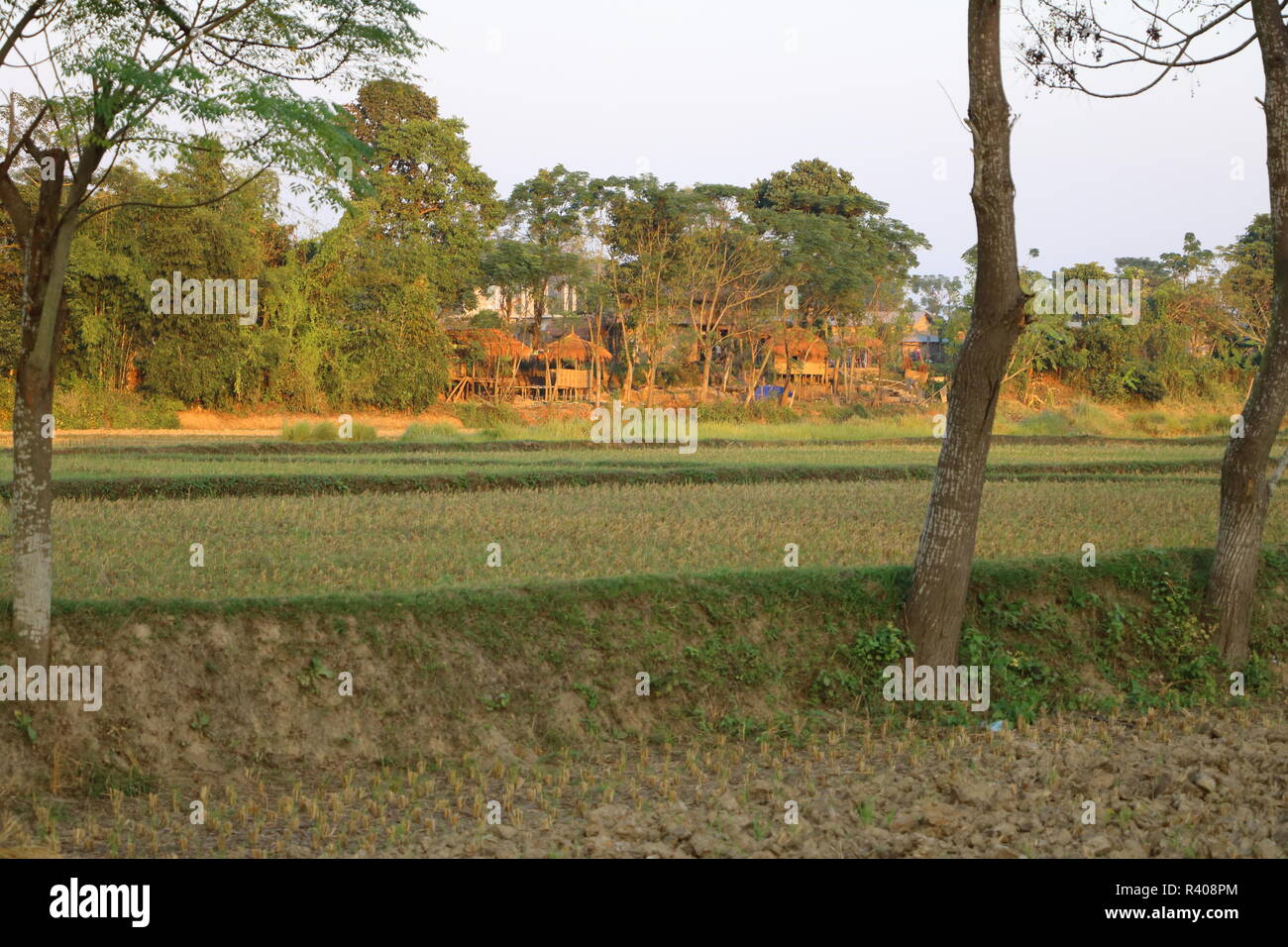 Ploughing rice field nepal hi-res stock photography and images - Alamy