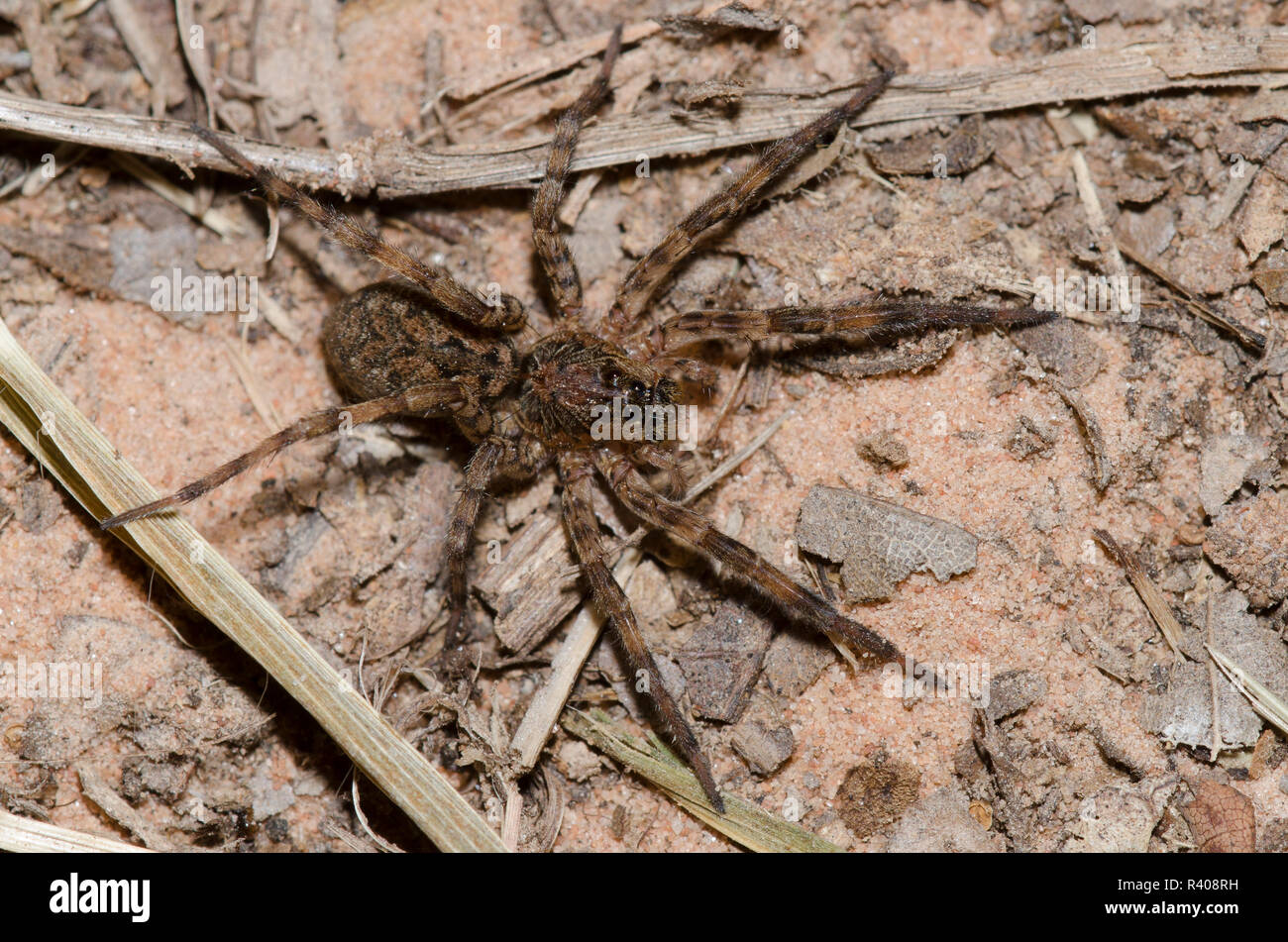 Wolf Spider, Hogna baltimoriana Stock Photo - Alamy