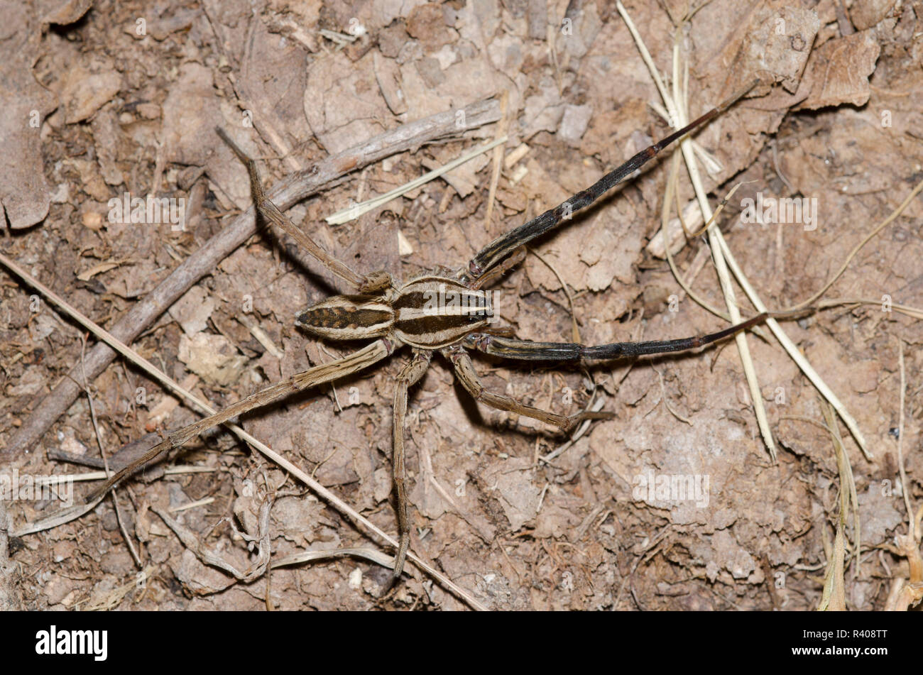 Rabid Wolf Spider, Rabidosa rabida, male with missing legs Stock Photo ...