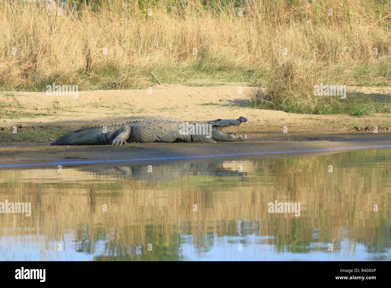 Mugger crocodile at rapti river in Chitwan National Park, Nepal Stock ...