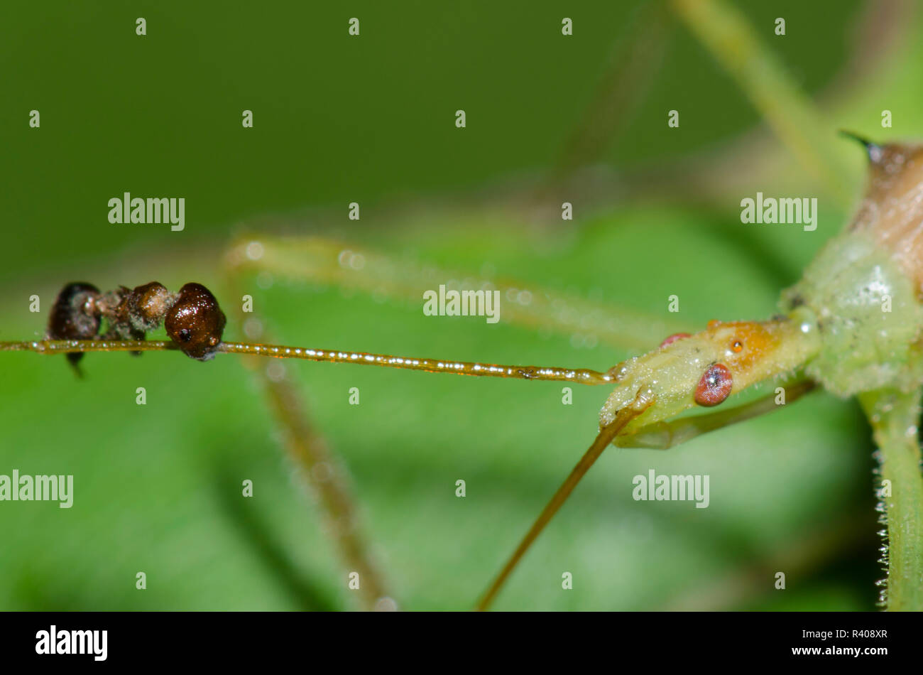 Bug antenna hi-res stock photography and images - Alamy