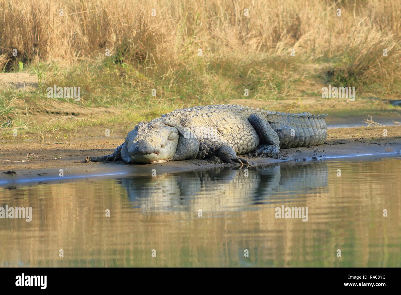 Mugger crocodile at rapti river in Chitwan National Park, Nepal Stock ...