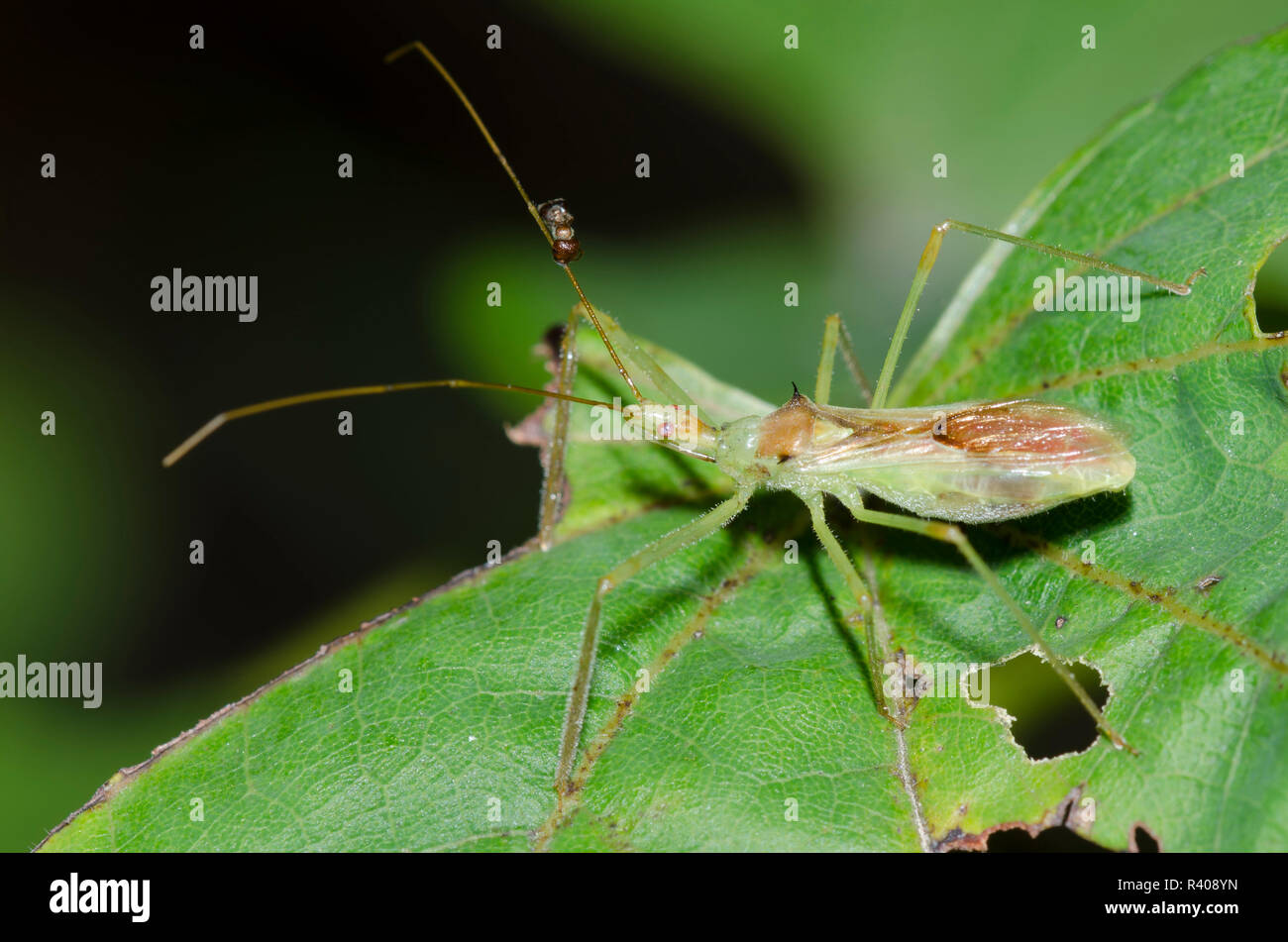 Bug antenna hi-res stock photography and images - Alamy