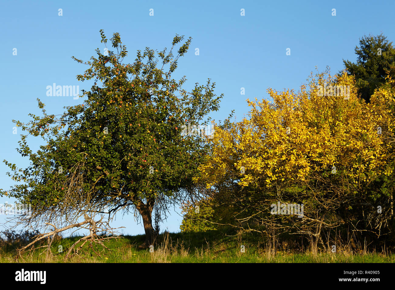 Trees and bushes in fall Stock Photo - Alamy