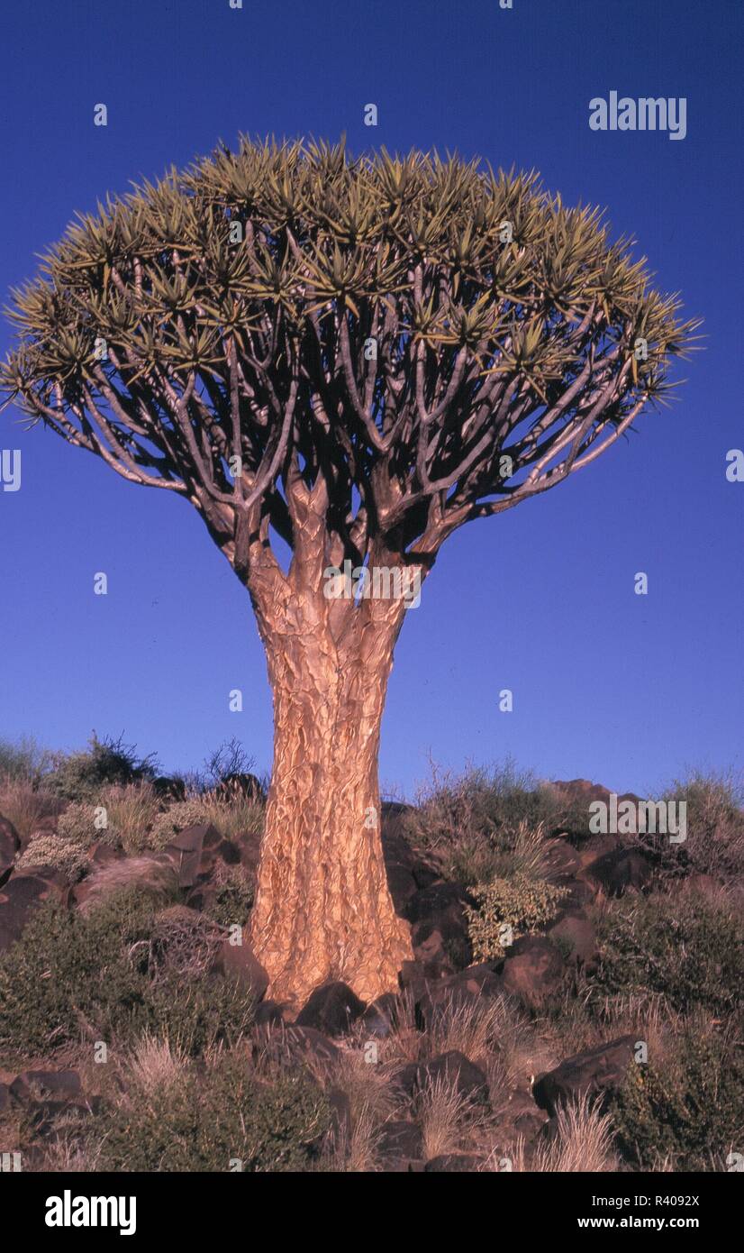Quiver tree, namibia Stock Photo - Alamy
