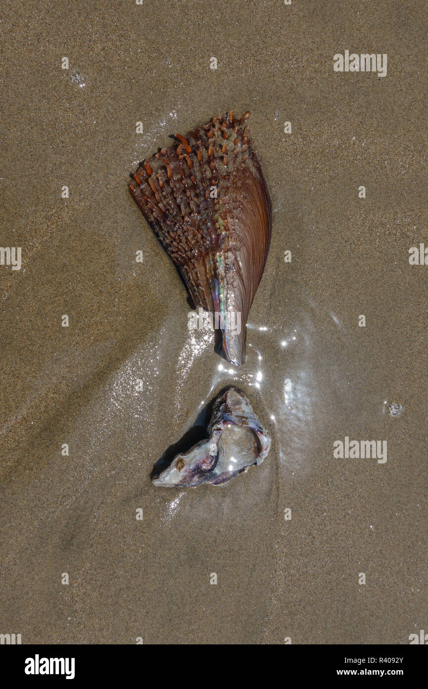 washed up shell at the beach in mancora, peru Stock Photo - Alamy