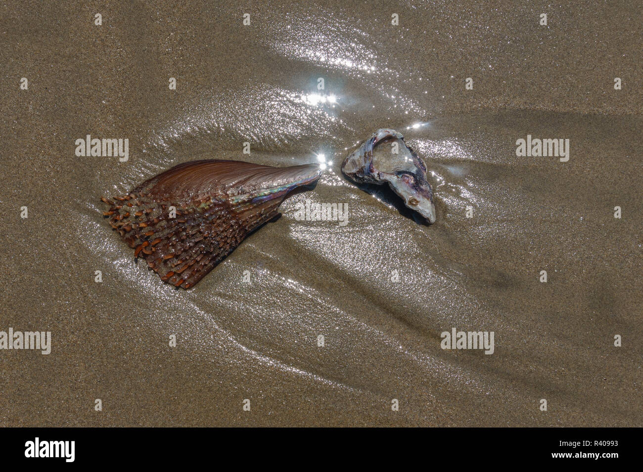 Washed up shell hi-res stock photography and images - Alamy
