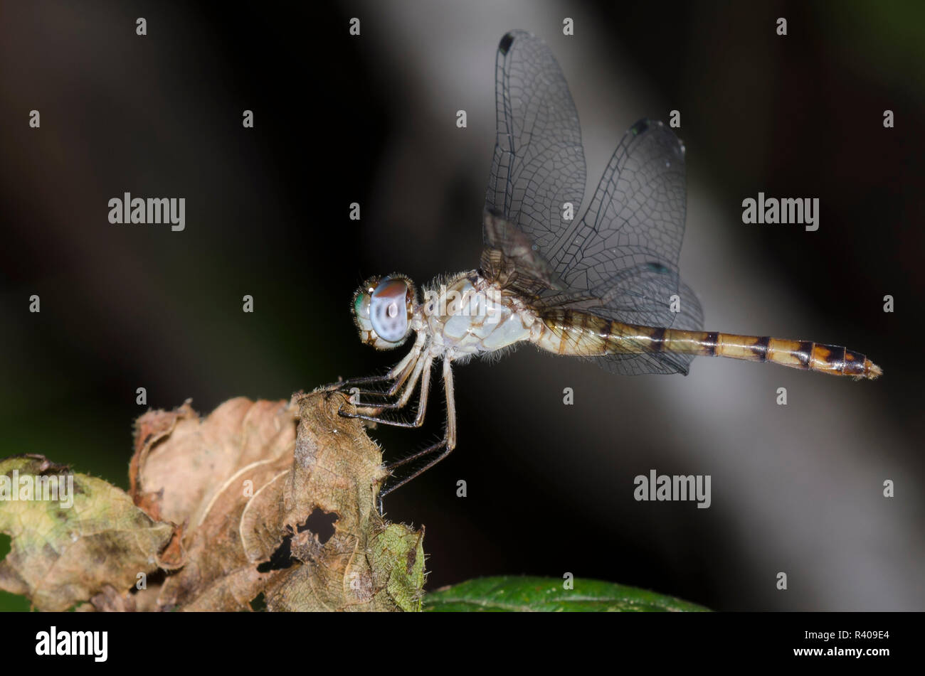 Blue-faced Meadowhawk, Sympetrum ambiguum, female Stock Photo - Alamy