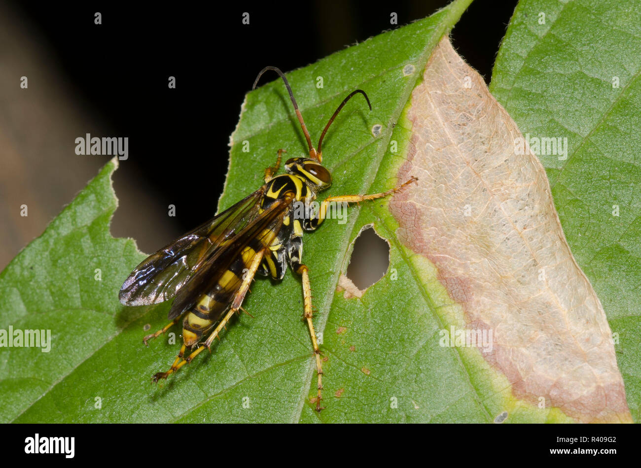 Spider wasp hi-res stock photography and images - Alamy
