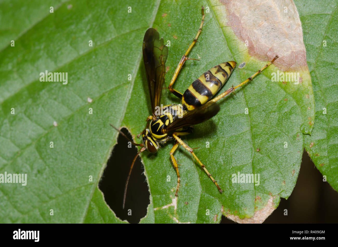Spider wasp hi-res stock photography and images - Alamy