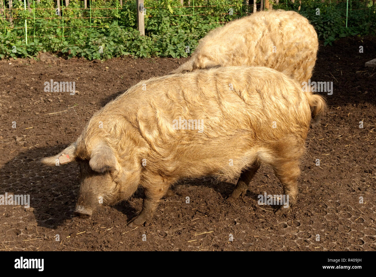 Mangalitsa schwein hi-res stock photography and images - Alamy