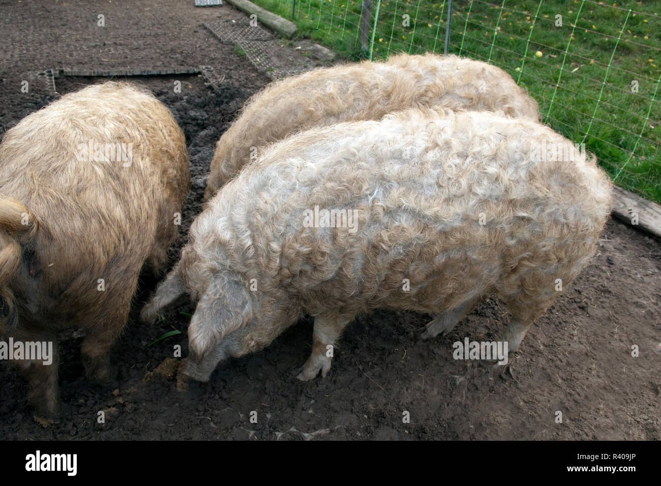 Mangalicaschwein hi-res stock photography and images - Alamy