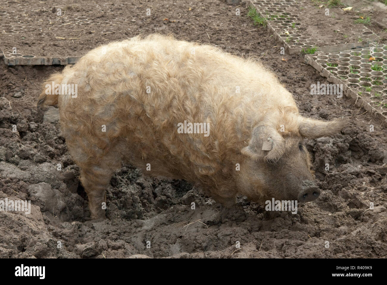 Mangalicaschwein hi-res stock photography and images - Alamy